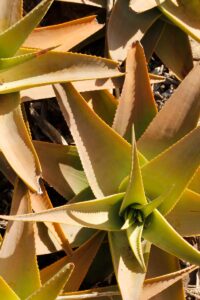 Socotra e la sua biodiversità - Socotra.it