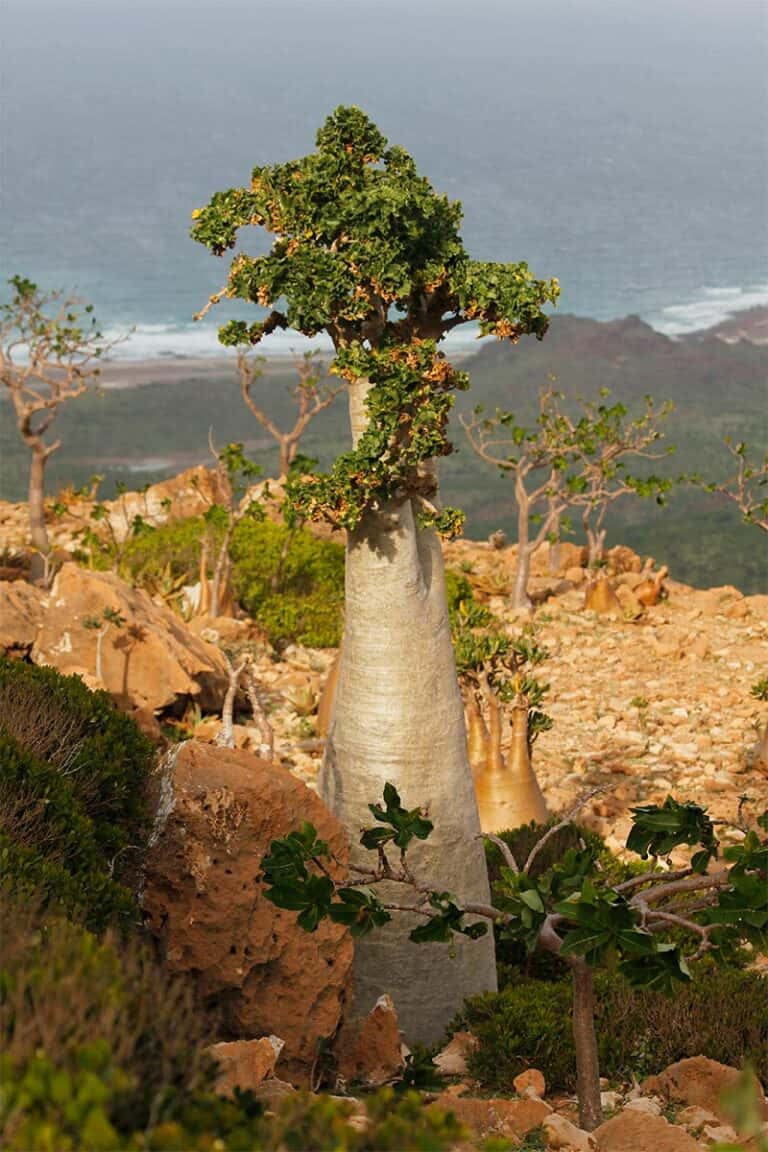Socotra e la sua biodiversità - Socotra.it