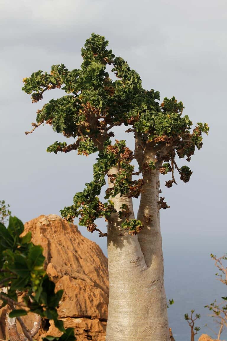 Socotra e la sua biodiversità - Socotra.it
